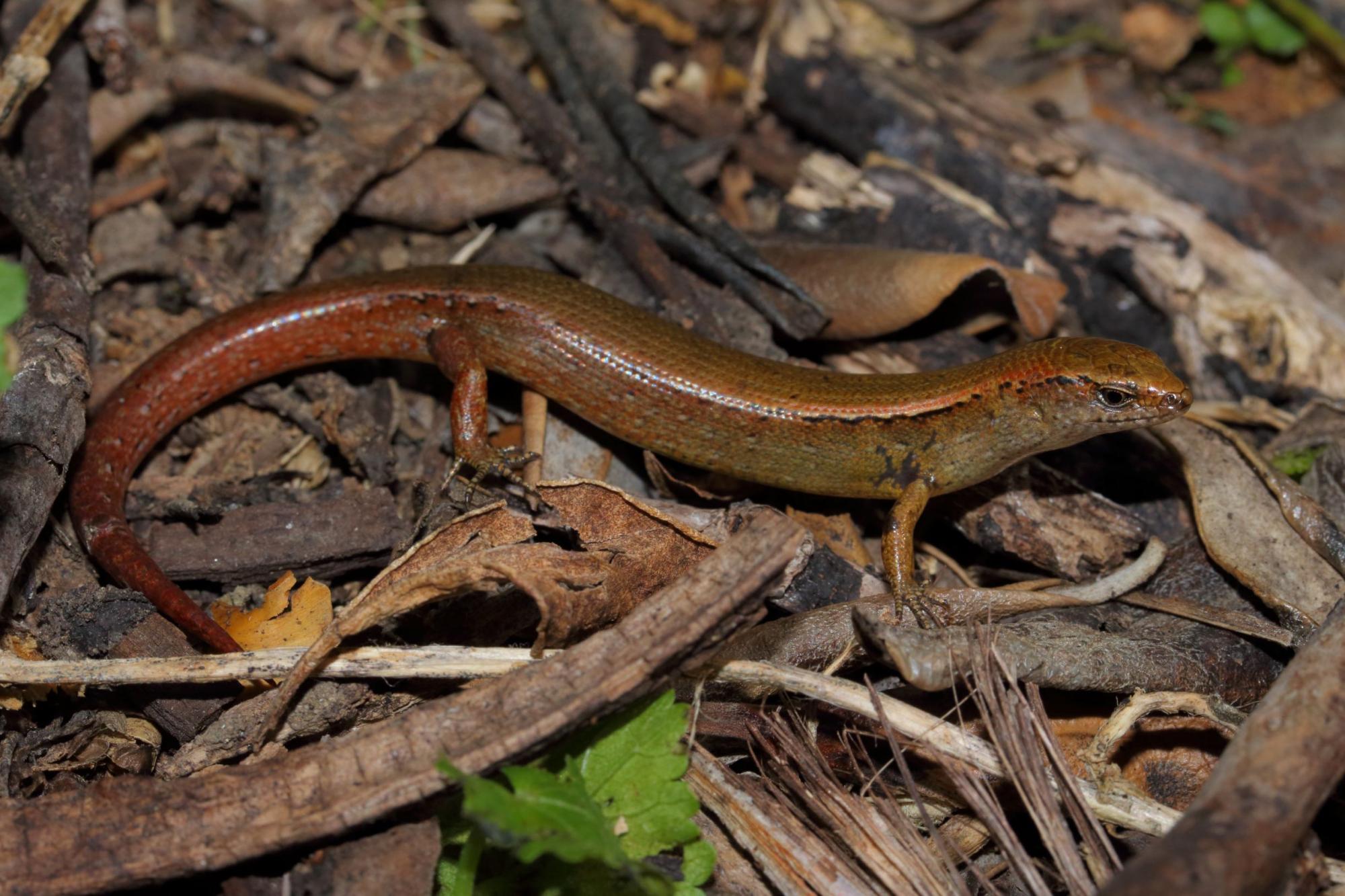 Oligosoma aeneum | NZHS