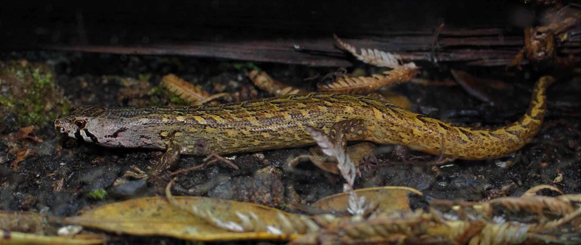 Oligosoma homalonotum | NZHS