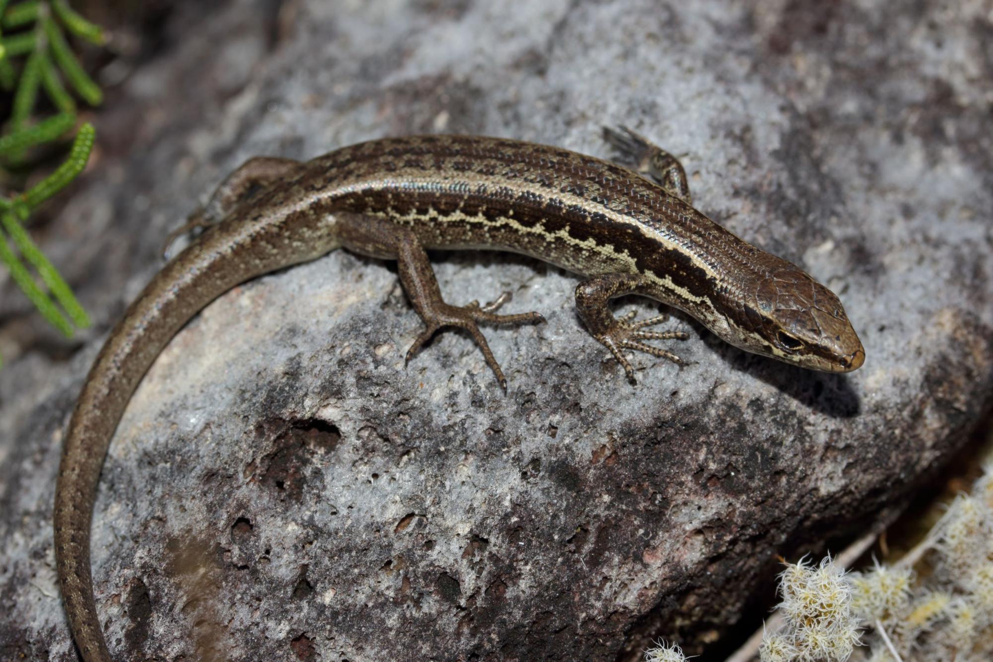 Oligosoma microlepis | NZHS