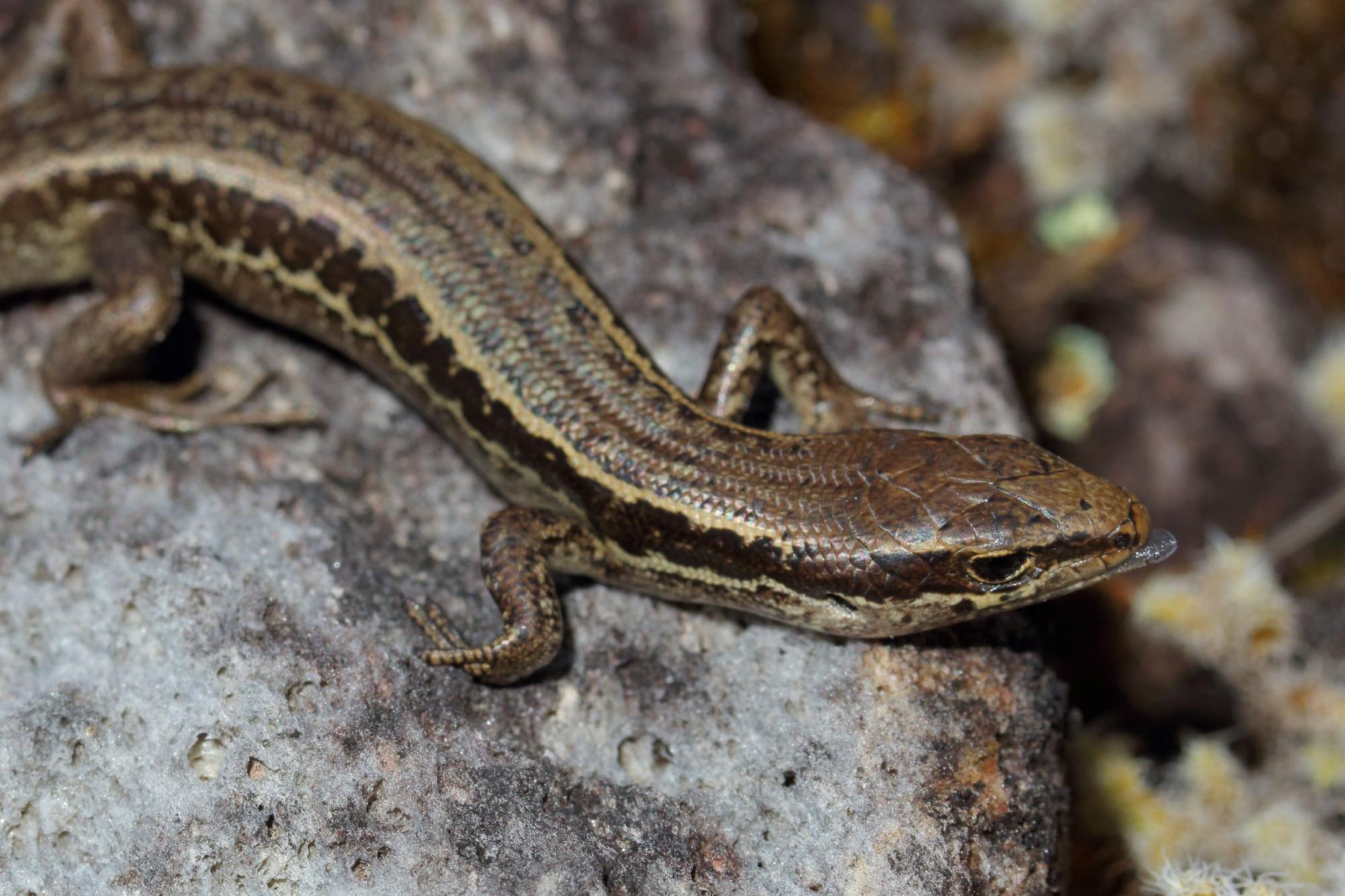 Oligosoma microlepis | NZHS