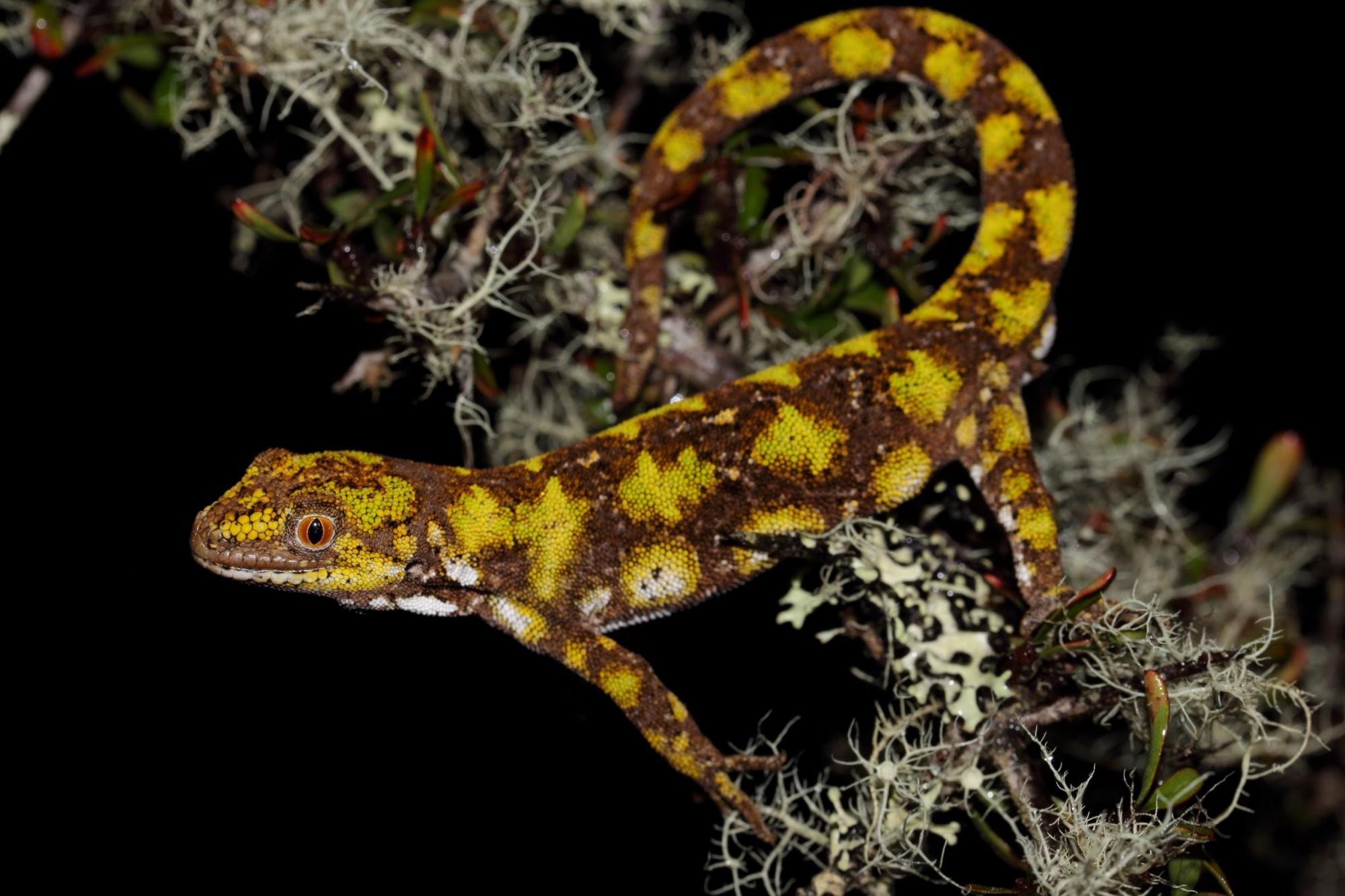 Naultinus stellatus | NZHS