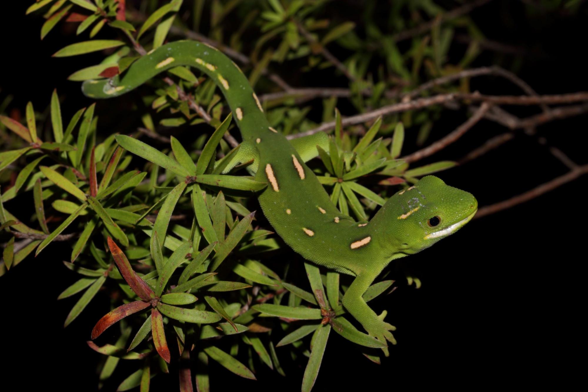 Naultinus elegans | NZHS