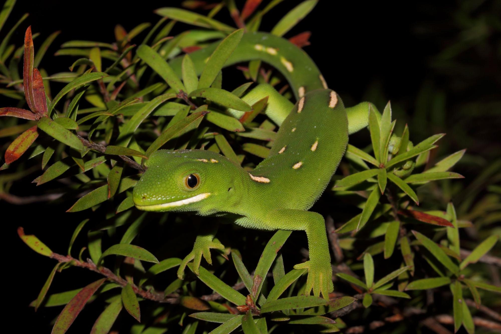 Naultinus elegans | NZHS