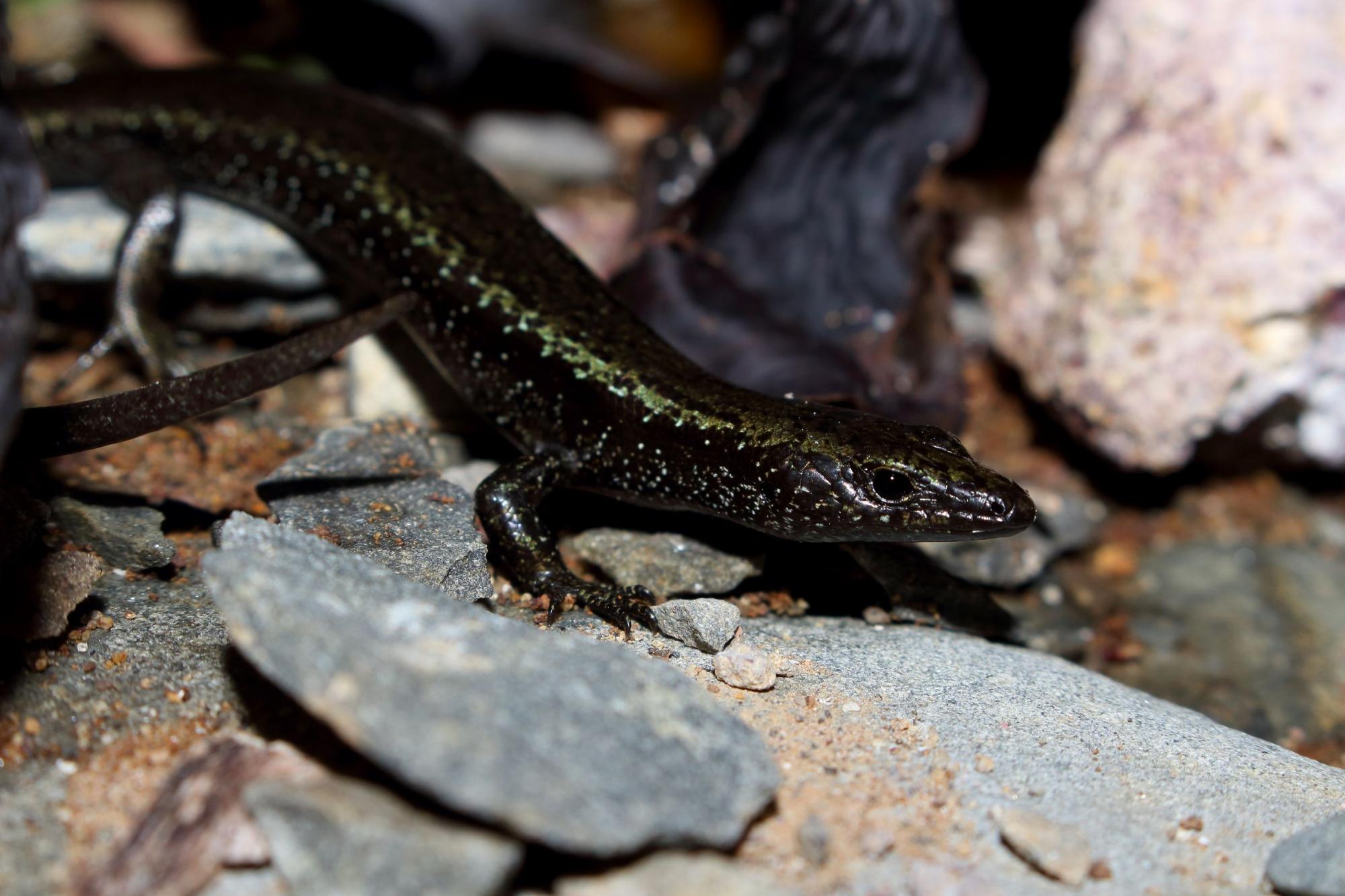 Oligosoma smithi | NZHS