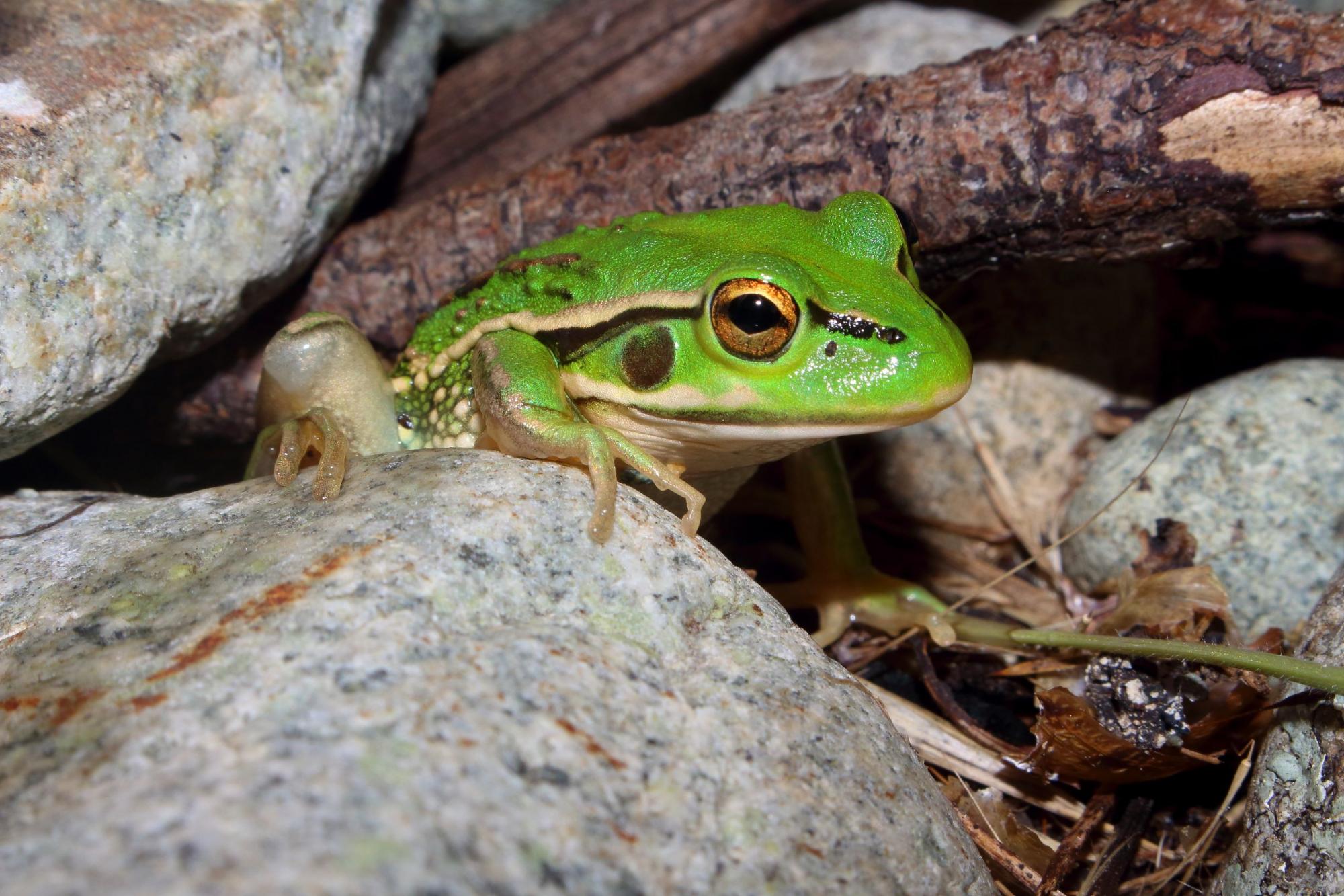Ranoidea raniformis | NZHS