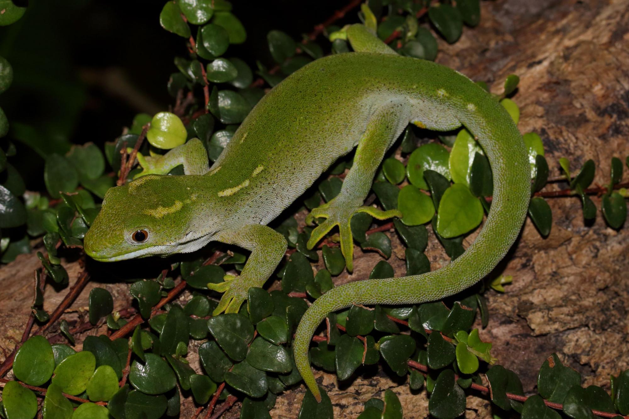 Naultinus punctatus | NZHS