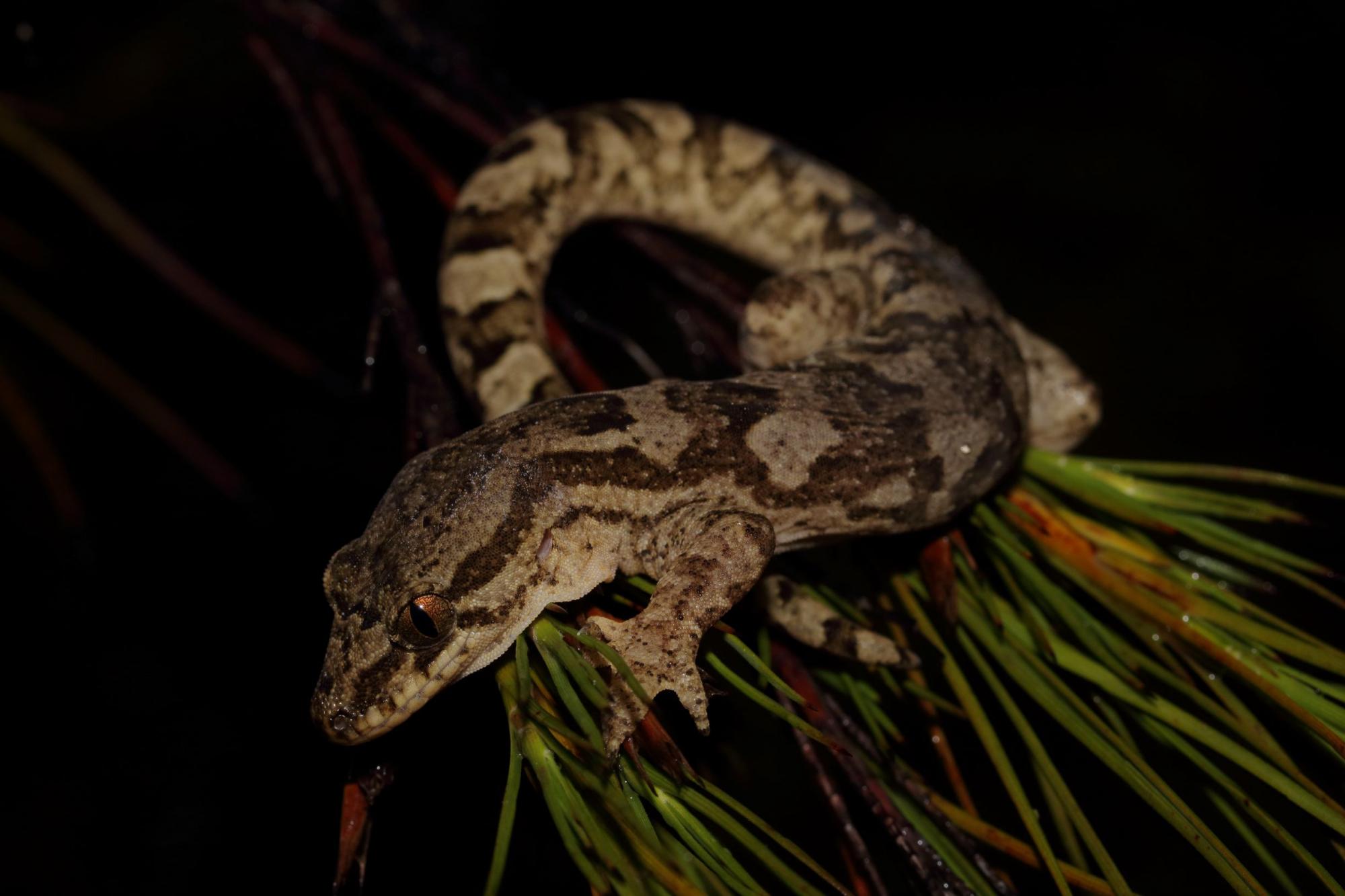 Dactylocnemis "North Cape" | NZHS