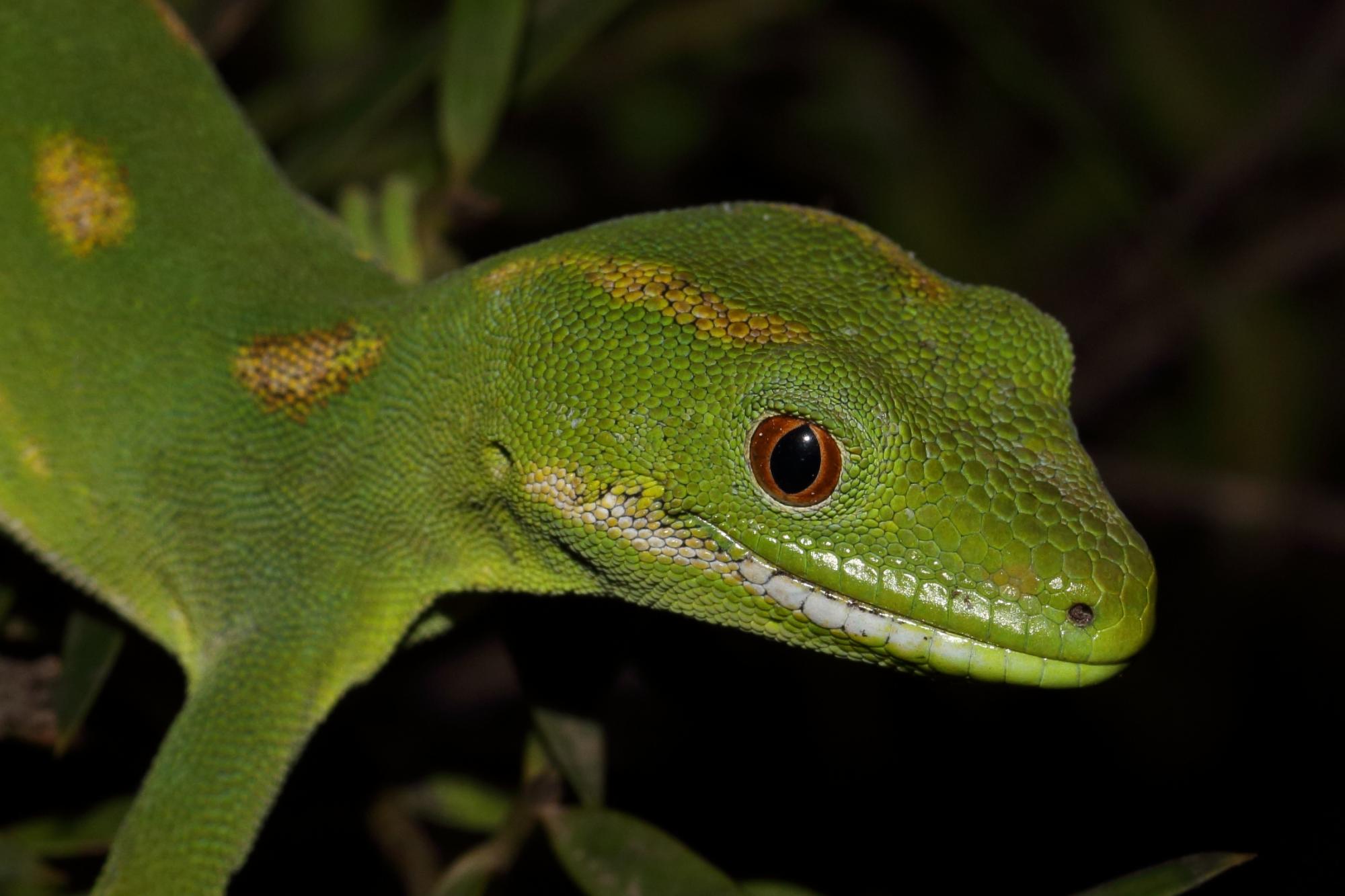 Naultinus grayii | NZHS