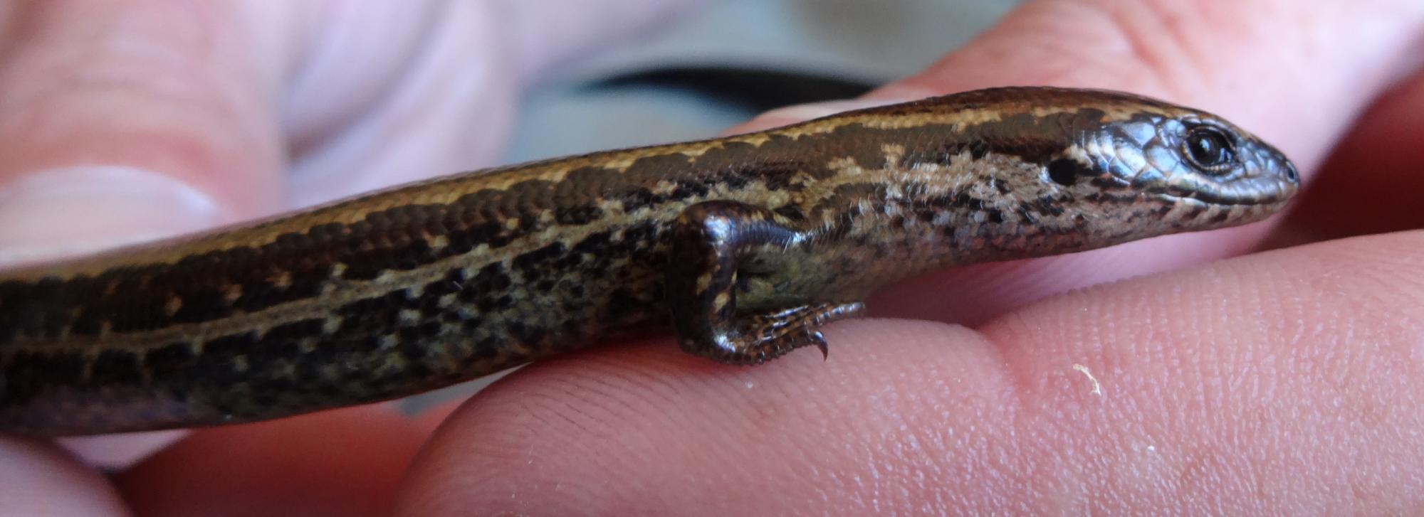 Oligosoma aff. newmani "Westland" | NZHS