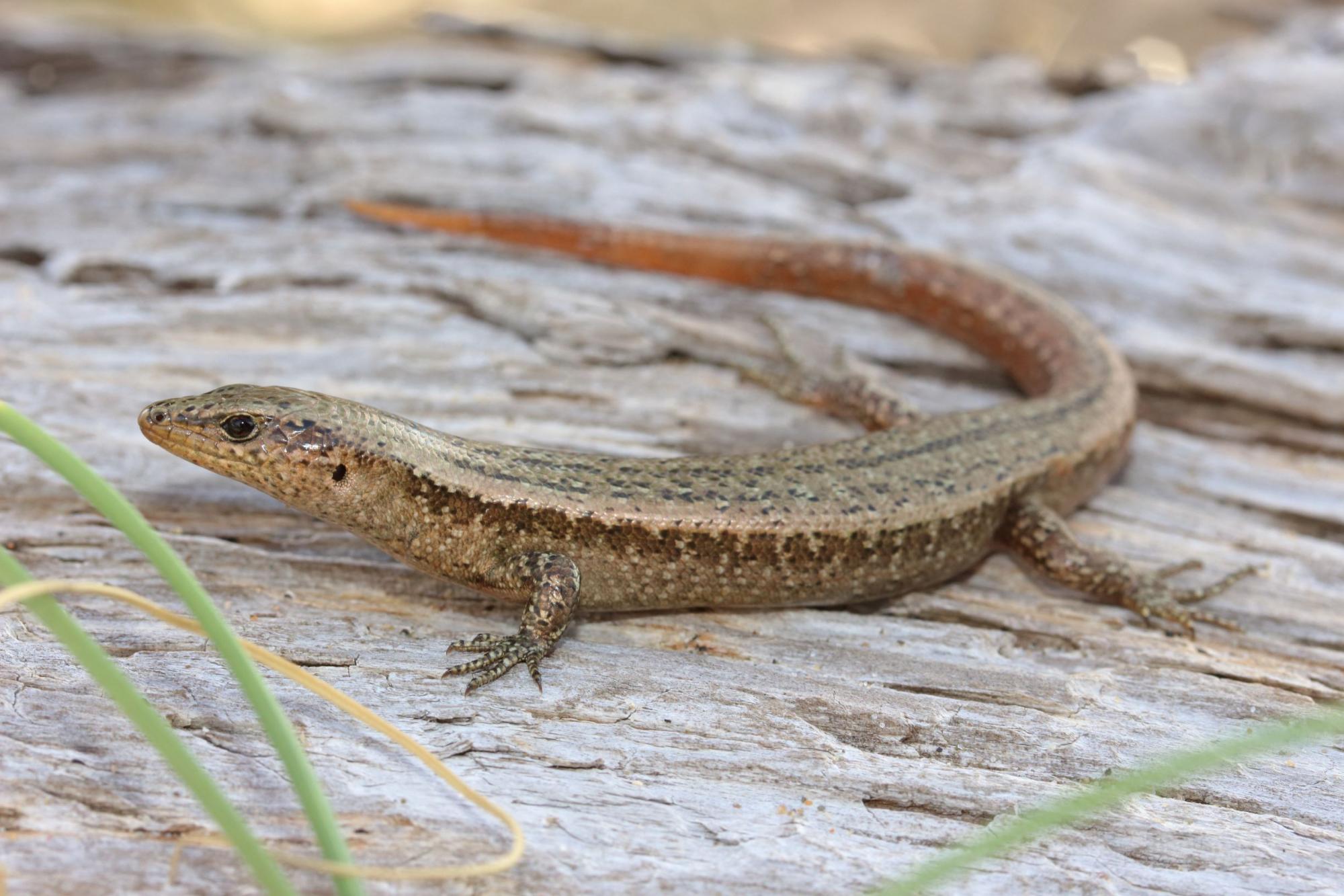 Oligosoma "Three Kings, Te Paki, Western Northland" | NZHS
