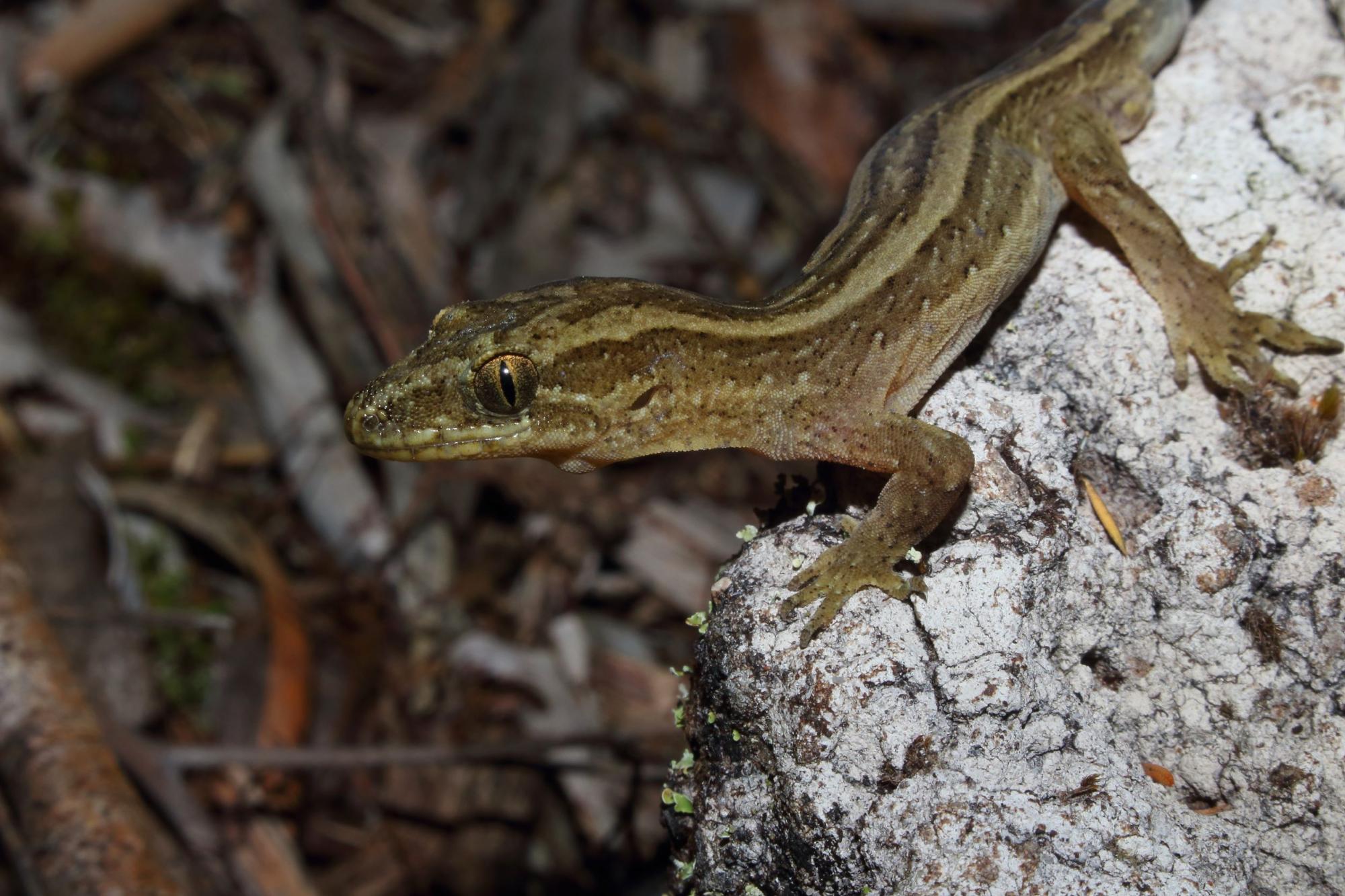 Dactylocnemis "Matapia Island" | NZHS