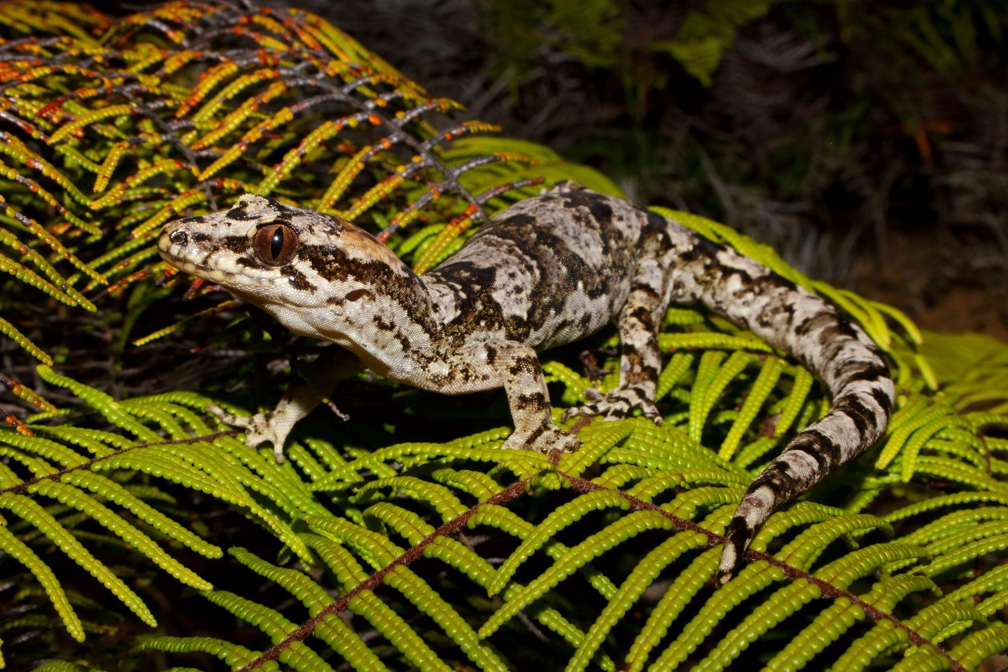 Dactylocnemis "North Cape" | NZHS