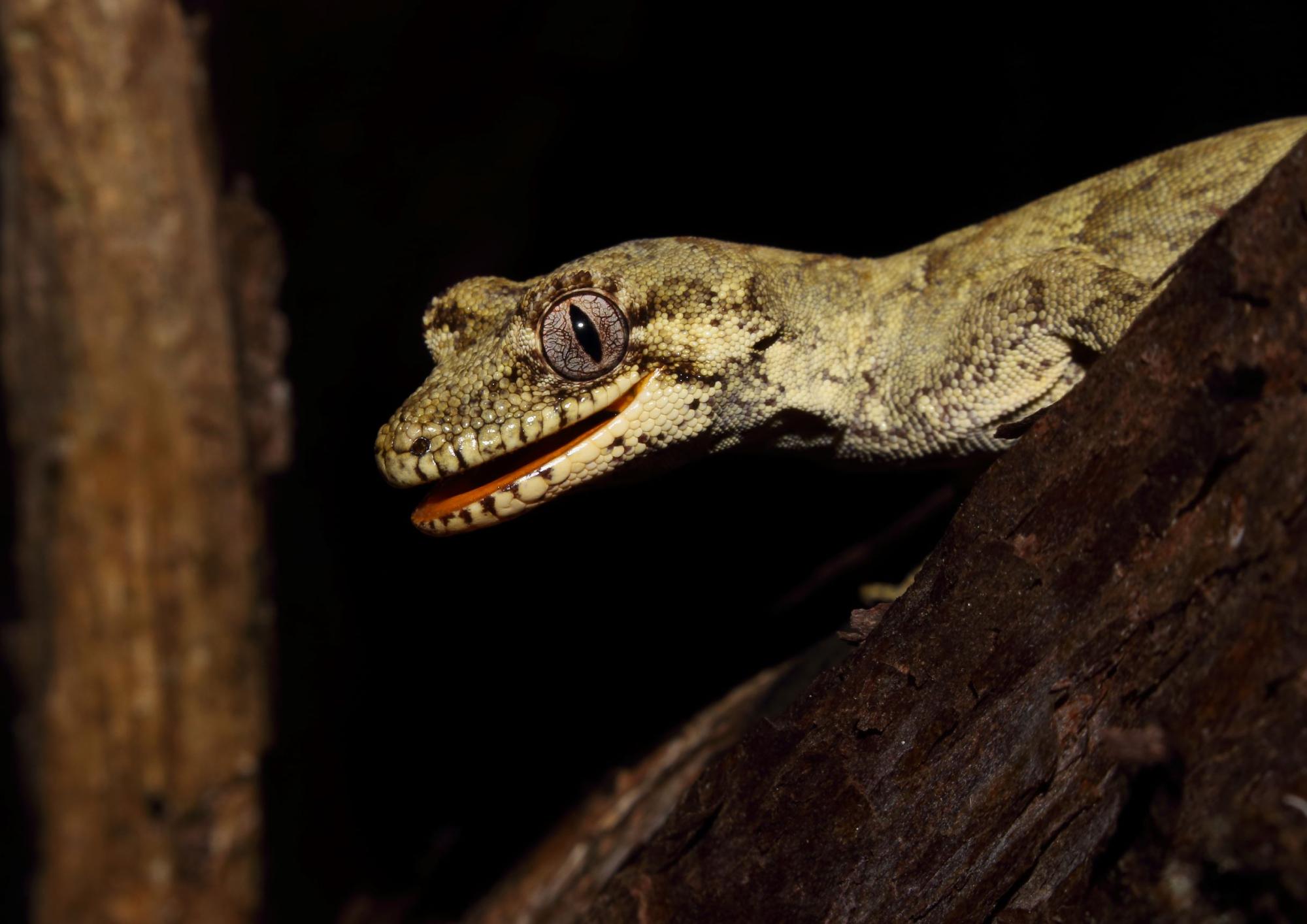 Mokopirirakau granulatus | NZHS