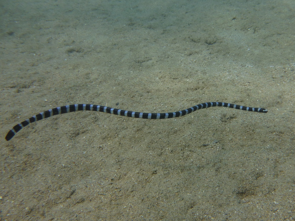 Laticauda laticaudata | NZHS