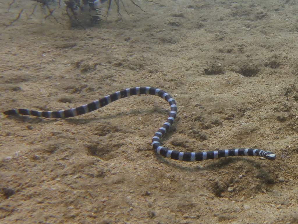 Laticauda laticaudata | NZHS