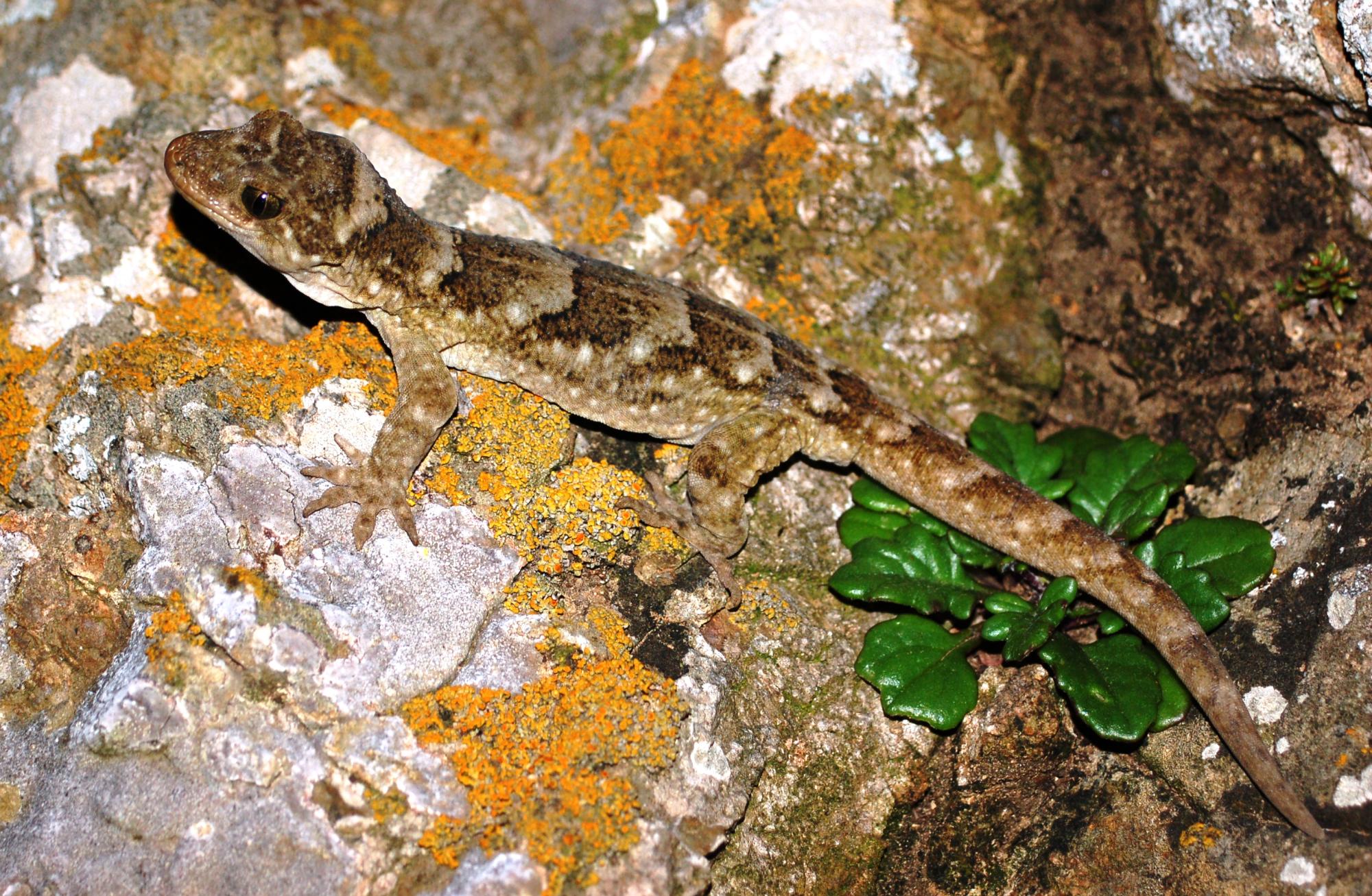 Hoplodactylus tohu | NZHS