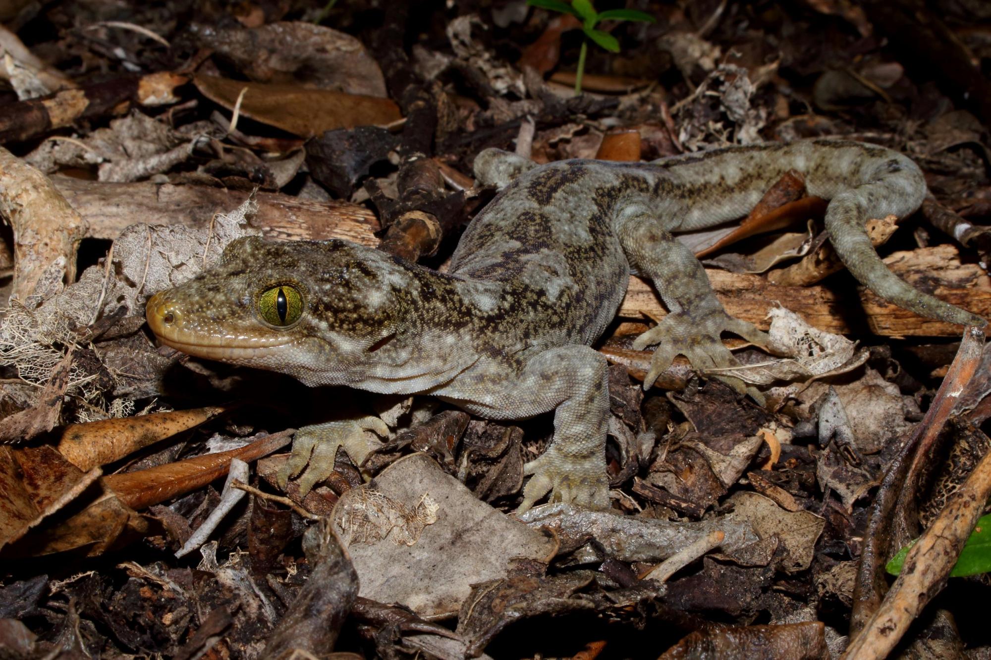 Hoplodactylus duvaucelii | NZHS