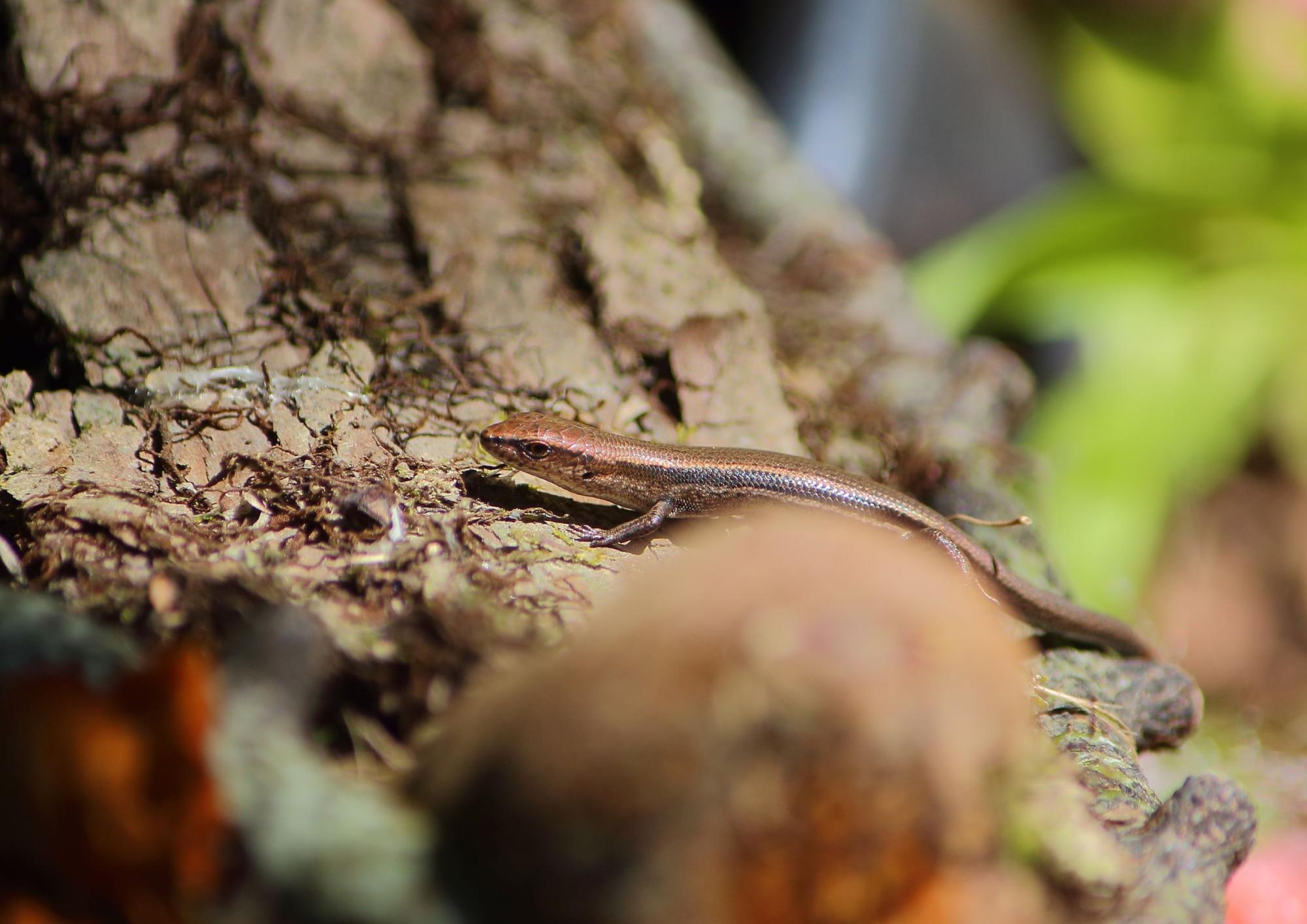 Lampropholis delicata | NZHS