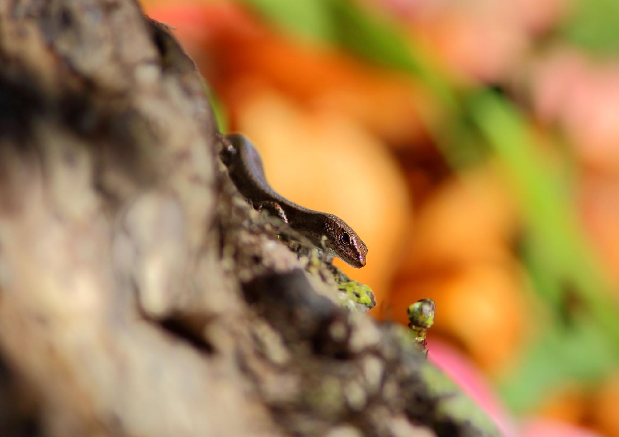 Lampropholis delicata | NZHS
