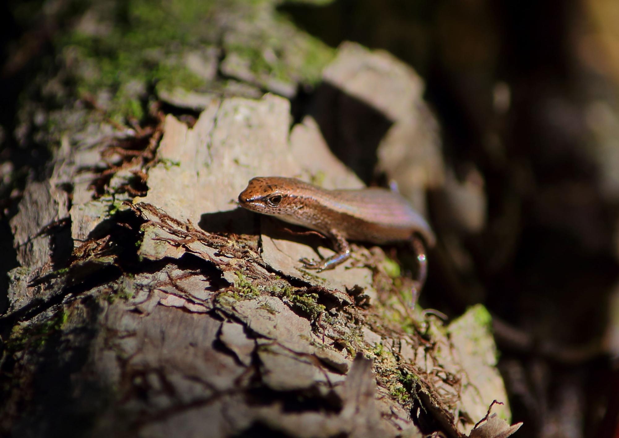 Lampropholis delicata | NZHS