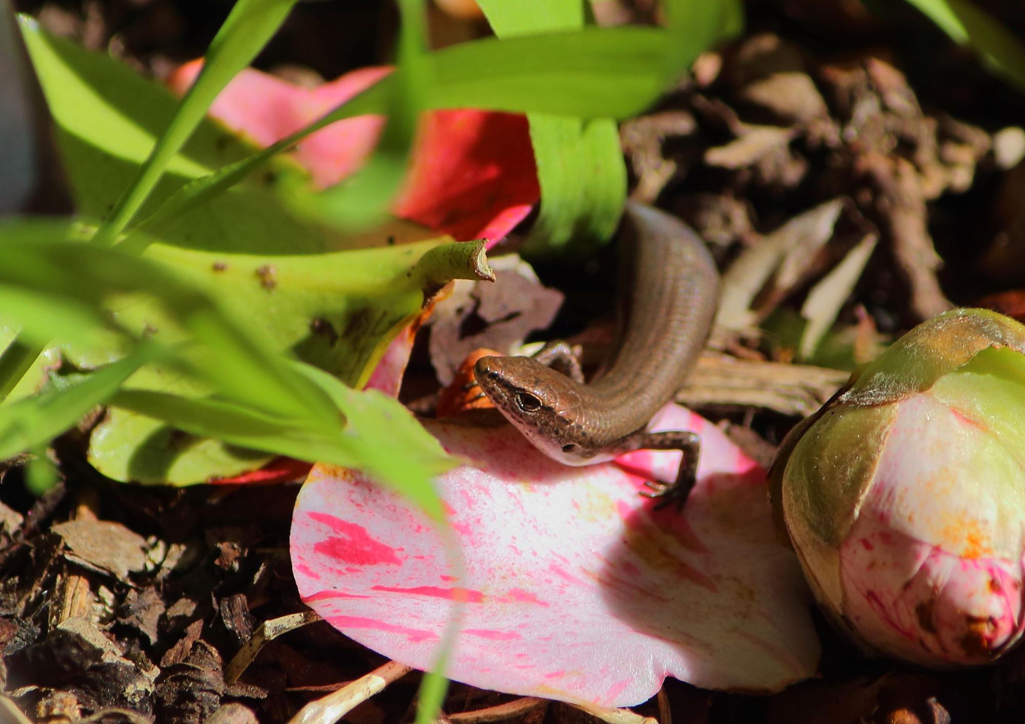 Lampropholis delicata | NZHS
