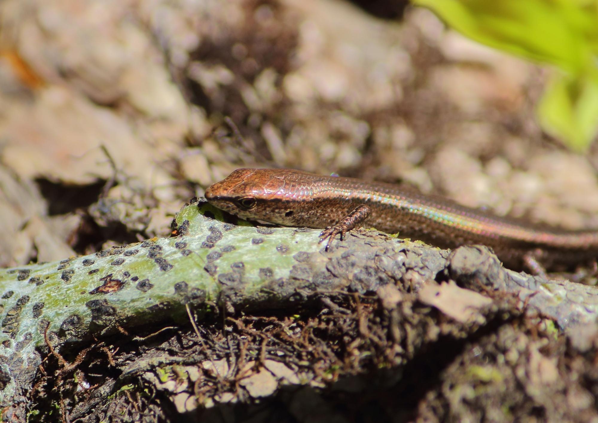 Lampropholis delicata | NZHS