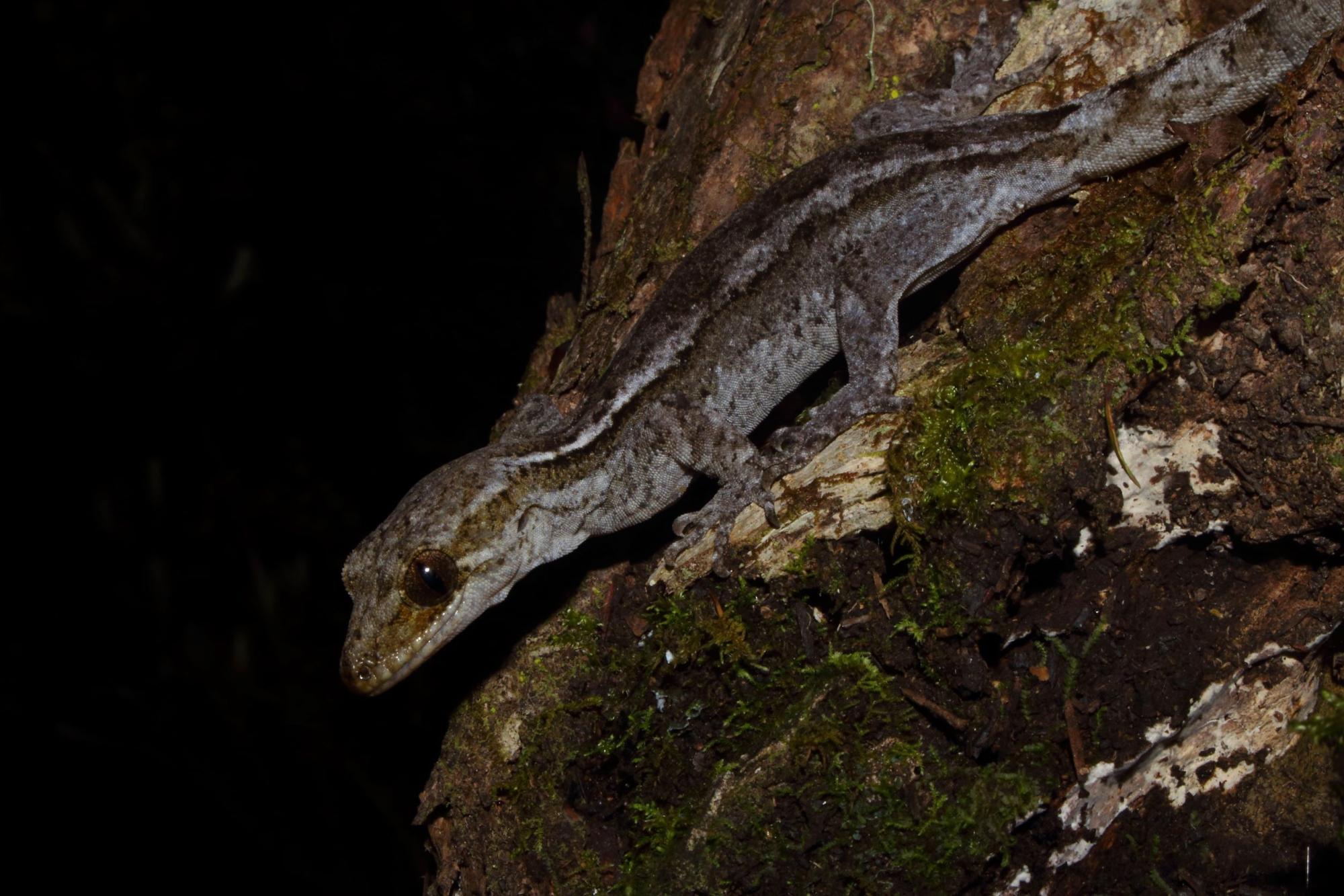 Dactylocnemis pacificus | NZHS