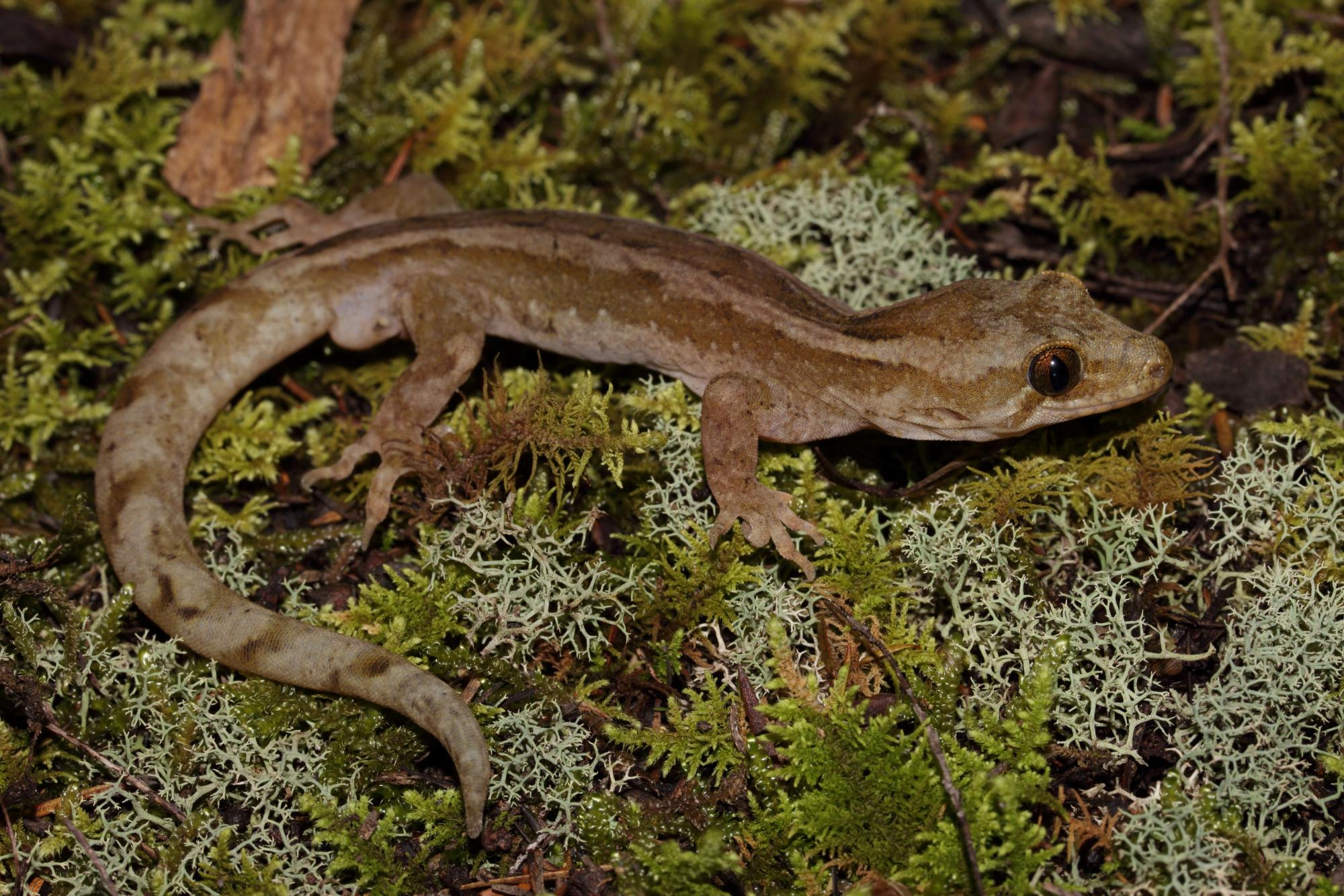 Dactylocnemis pacificus | NZHS