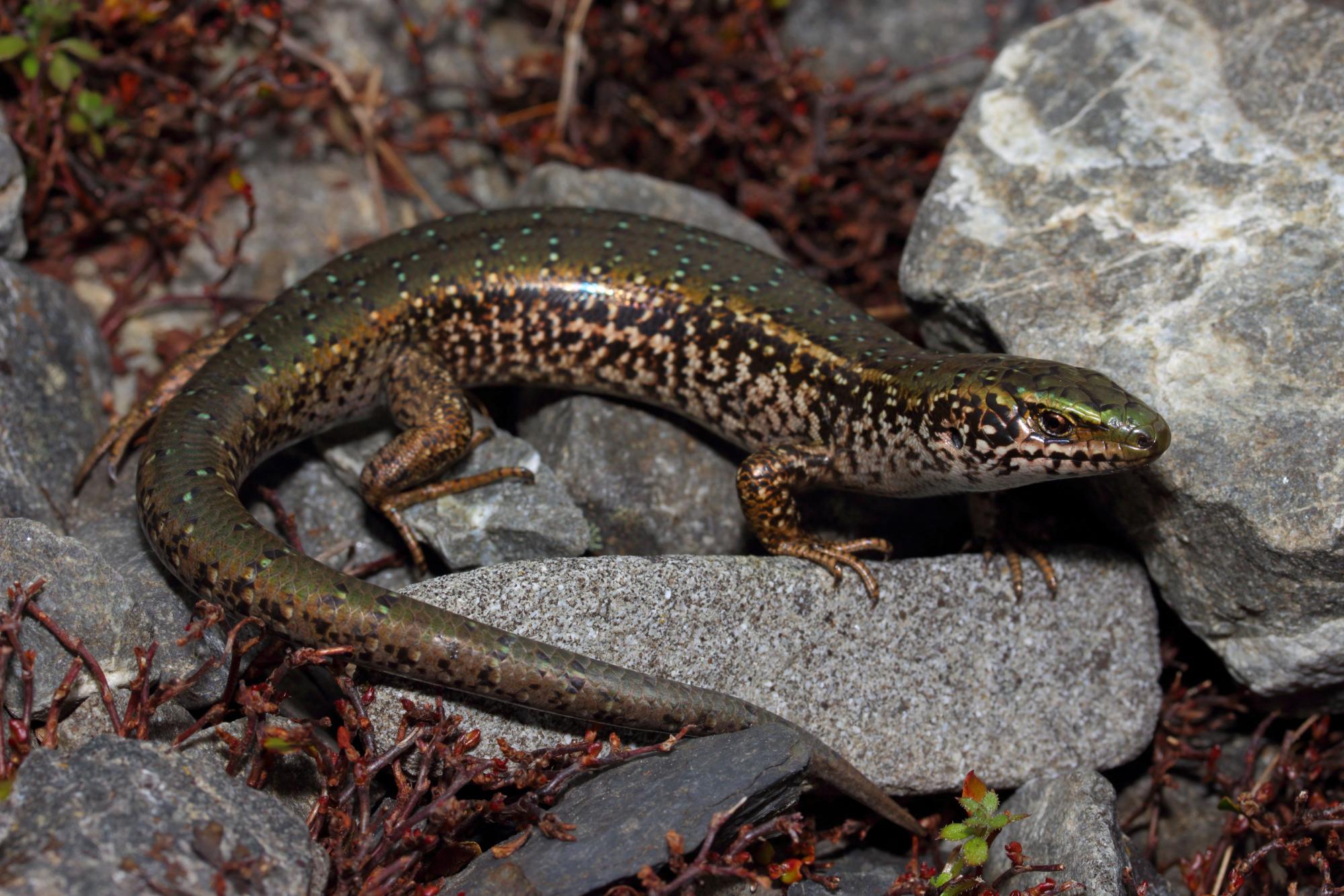 Oligosoma lineoocellatum | NZHS