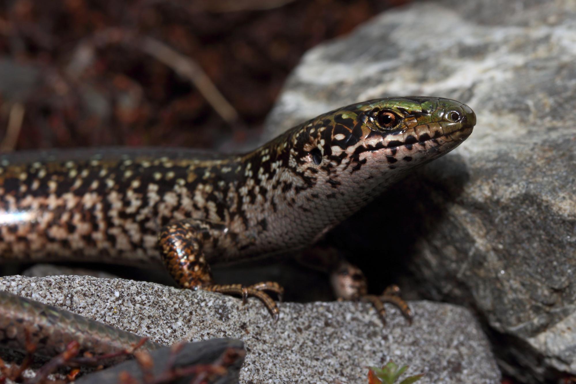 Oligosoma lineoocellatum | NZHS