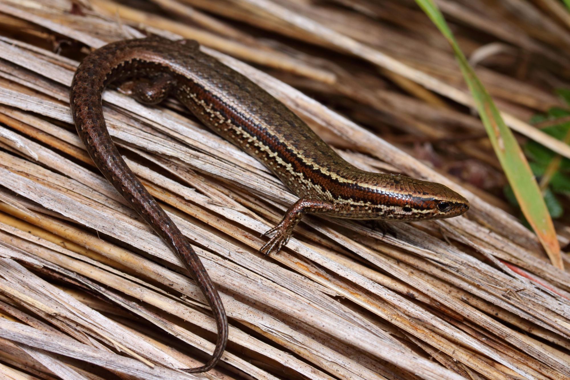 Oligosoma notosaurus | NZHS
