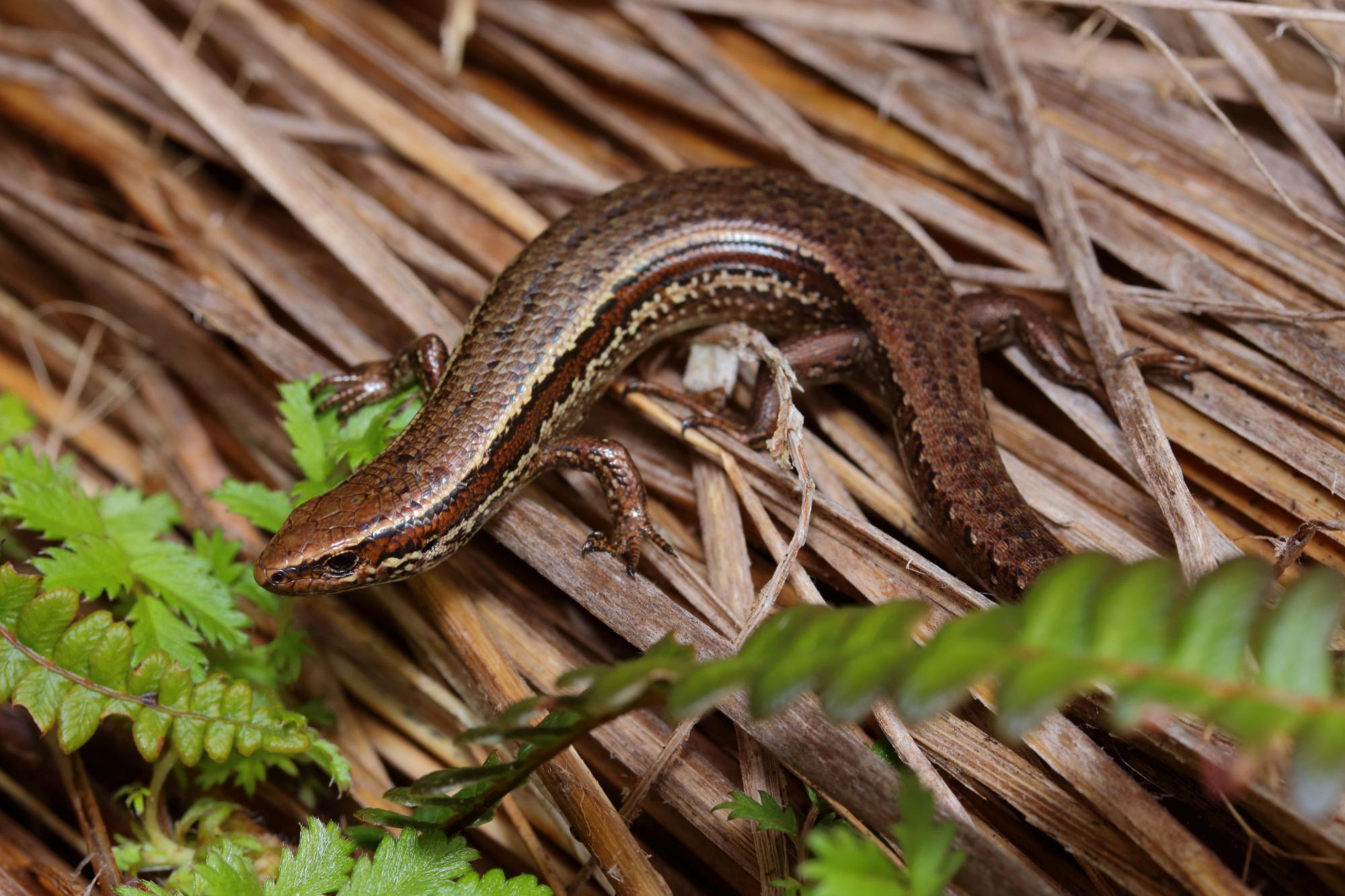 Oligosoma notosaurus | NZHS
