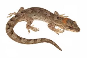 Native Herpetofauna Index | NZHS