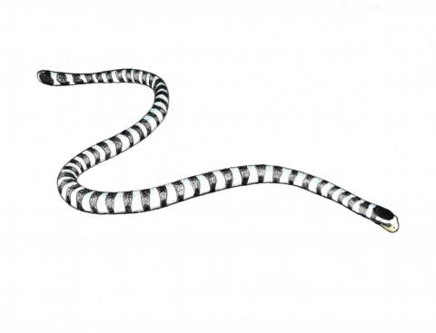 Marine Snakes | NZHS
