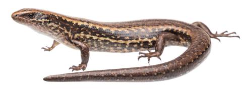 Oligosoma albornense | NZHS