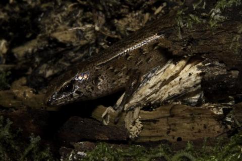 Oligosoma ornatum | NZHS