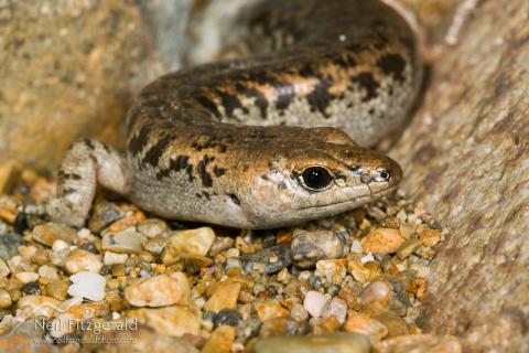 Oligosoma suteri | NZHS