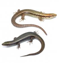 Speckled and Spotted skinks | NZHS