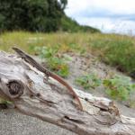 Oligosoma smithi | NZHS