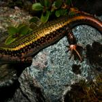 Oligosoma pikitanga | NZHS