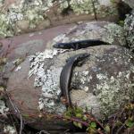 Oligosoma smithi | NZHS